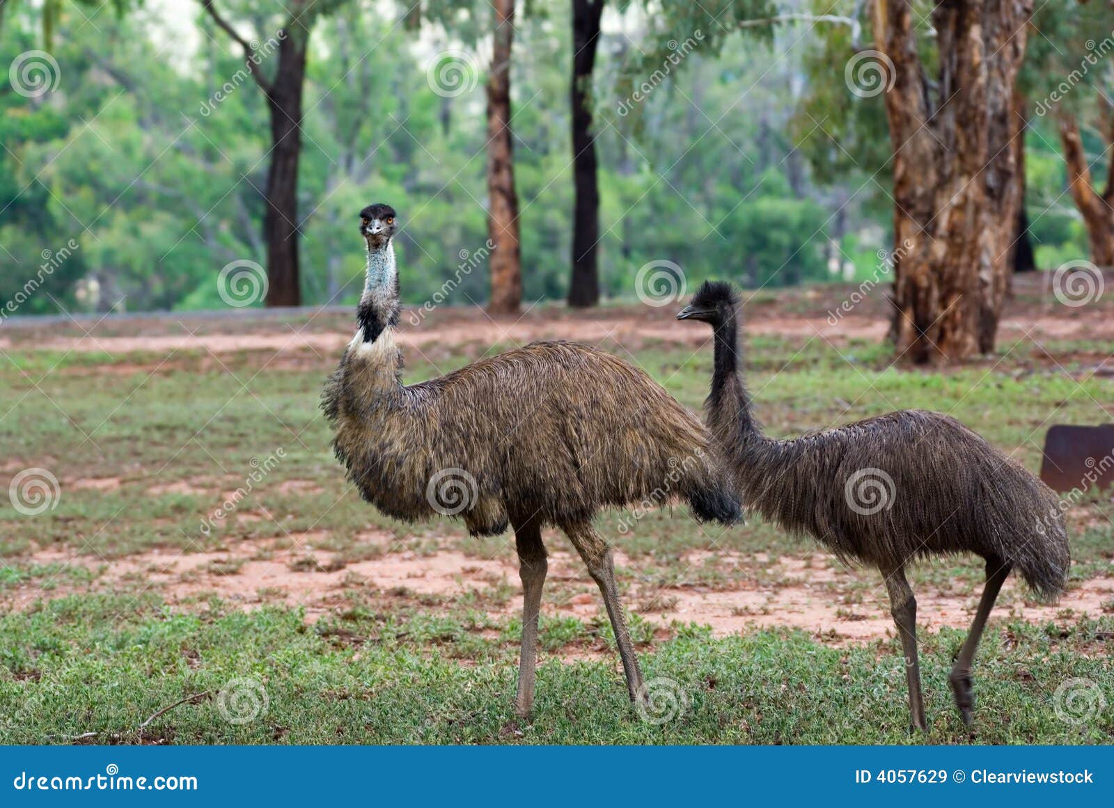 Two Australian Emus in Wild Stock Image - Image of australia ...