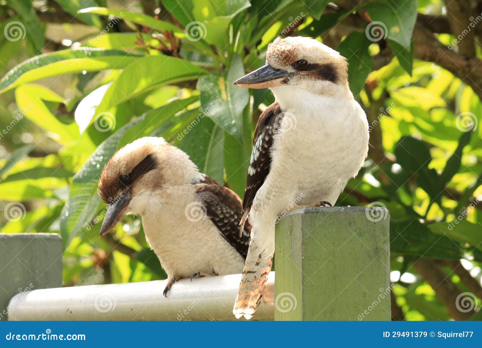 Two Australian Kookaburras Close Up Stock Image - Image of kookaburra ...