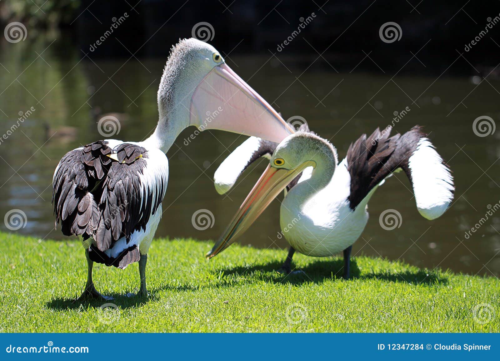 Two Australian Pelicans Fighting for Territory Stock Photo - Image of ...