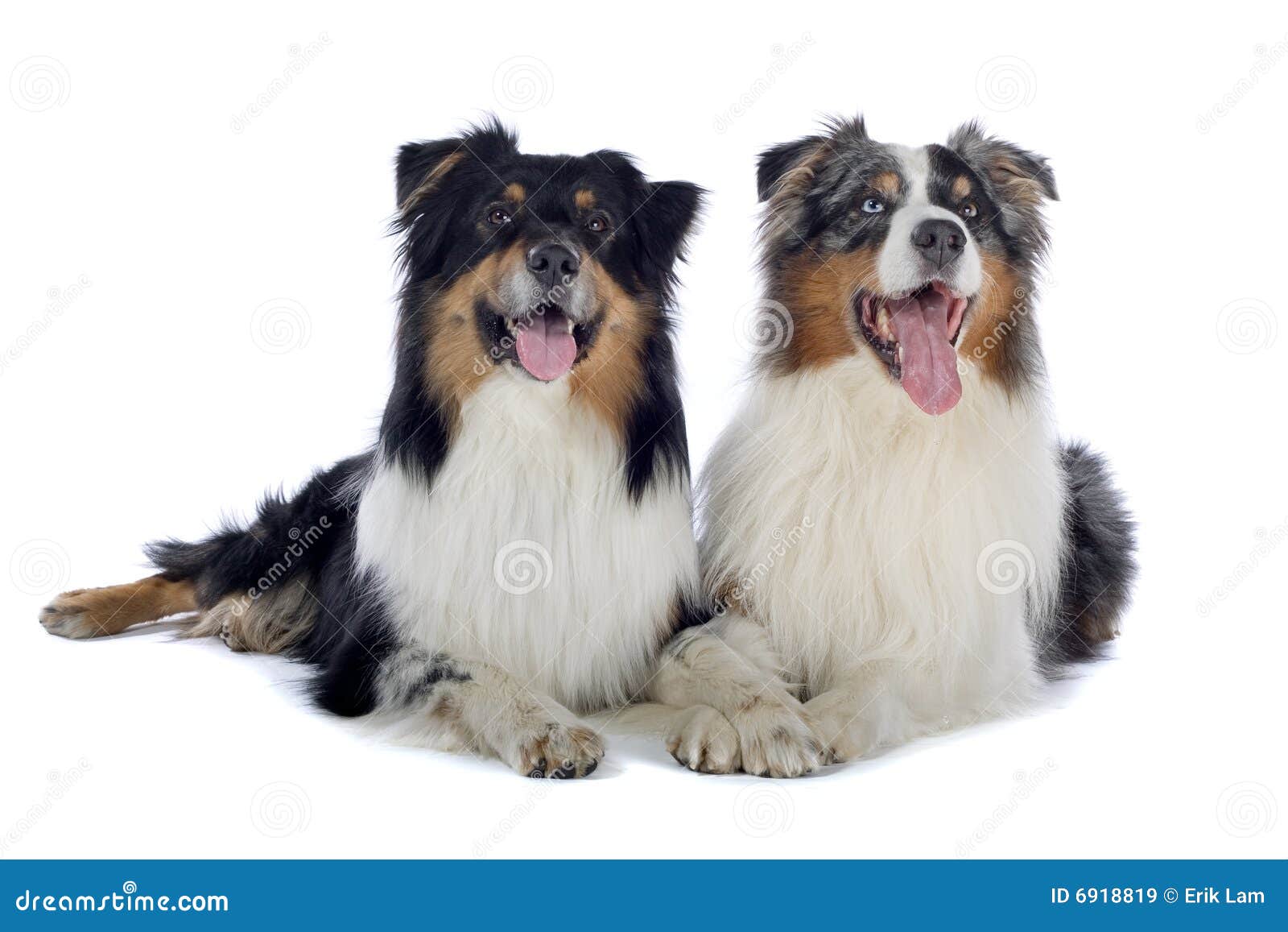 Two Australian Shepherd Dogs Stock Image - Image of dogs, cure: 6918819