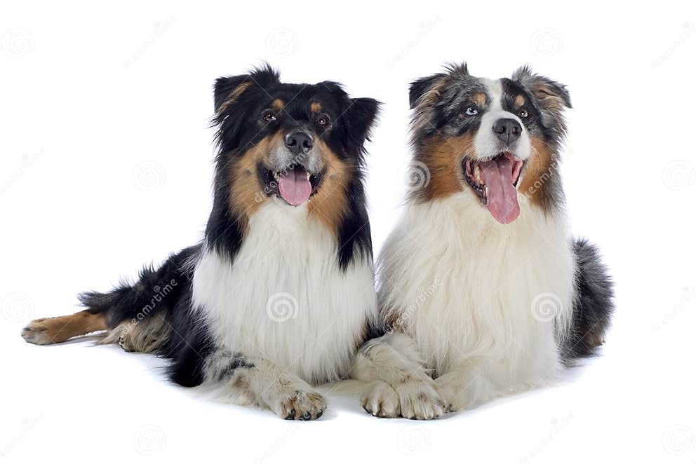 Two Australian Shepherd Dogs Stock Image - Image of dogs, cure: 6918819