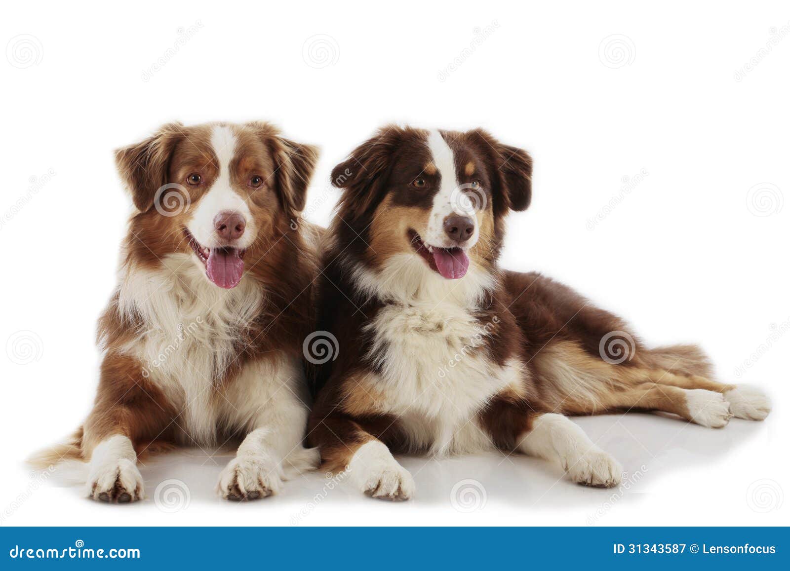 Two Australian Shepherd Dogs Stock Image - Image of tongue, pets: 31343587
