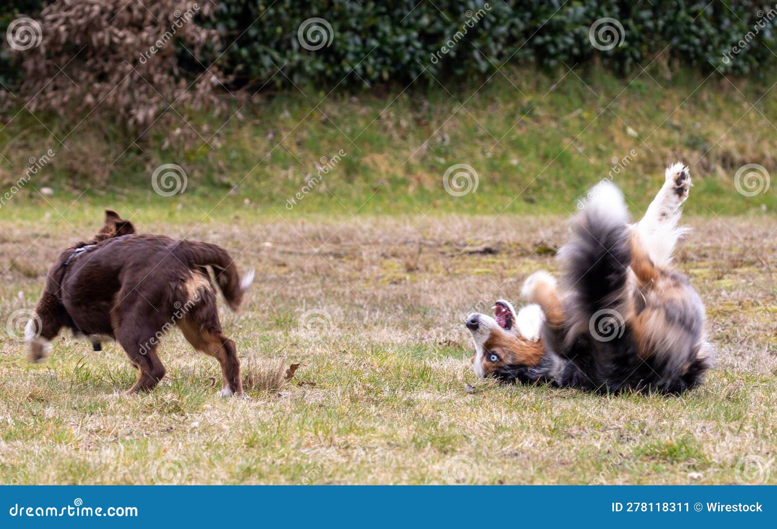 Two Australian Shepherd Dogs Playing in a Grassy Meadow. Stock Image ...