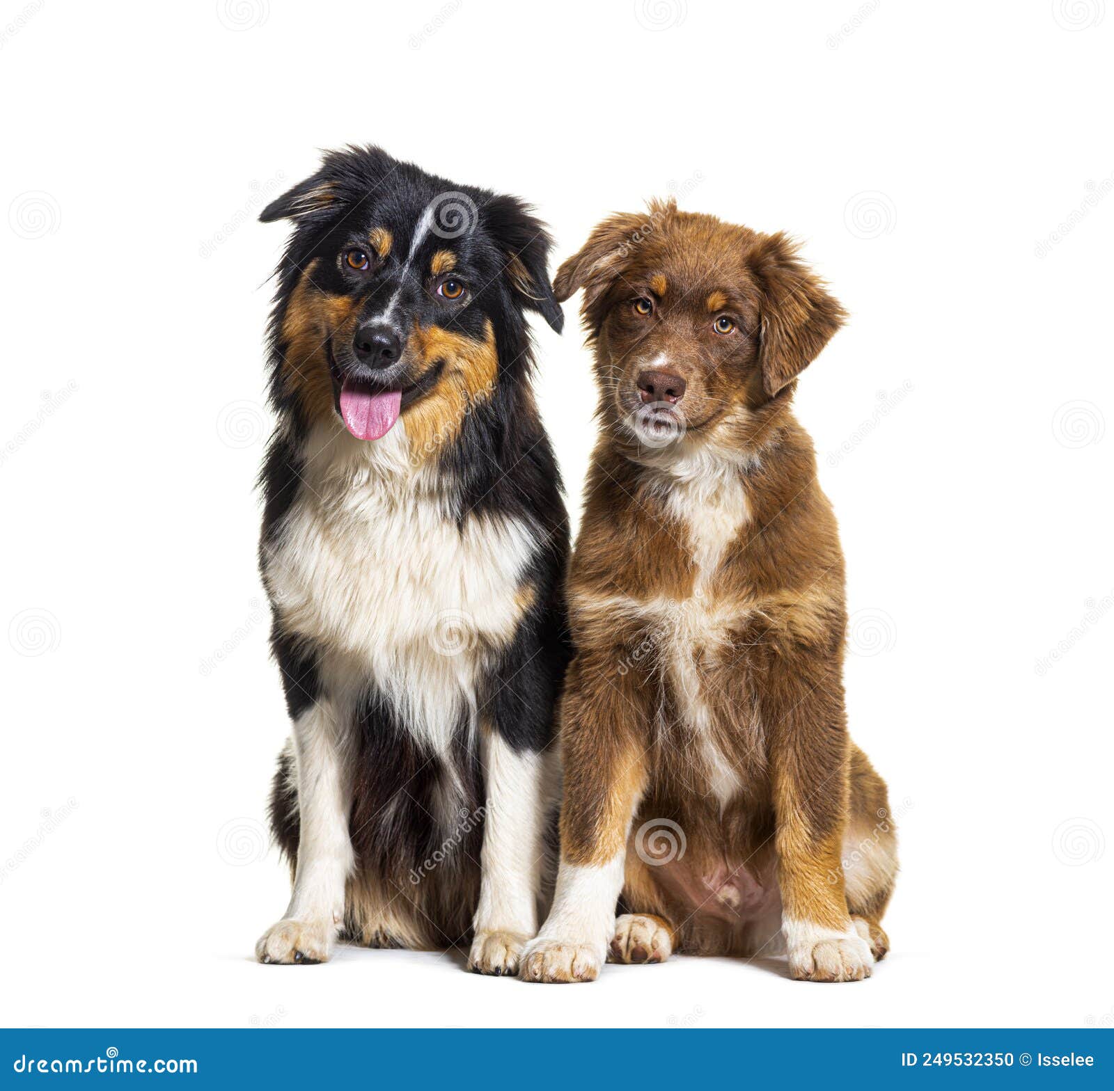 Two Australian Shepherd Dogs Sitting Together Stock Photo - Image of ...