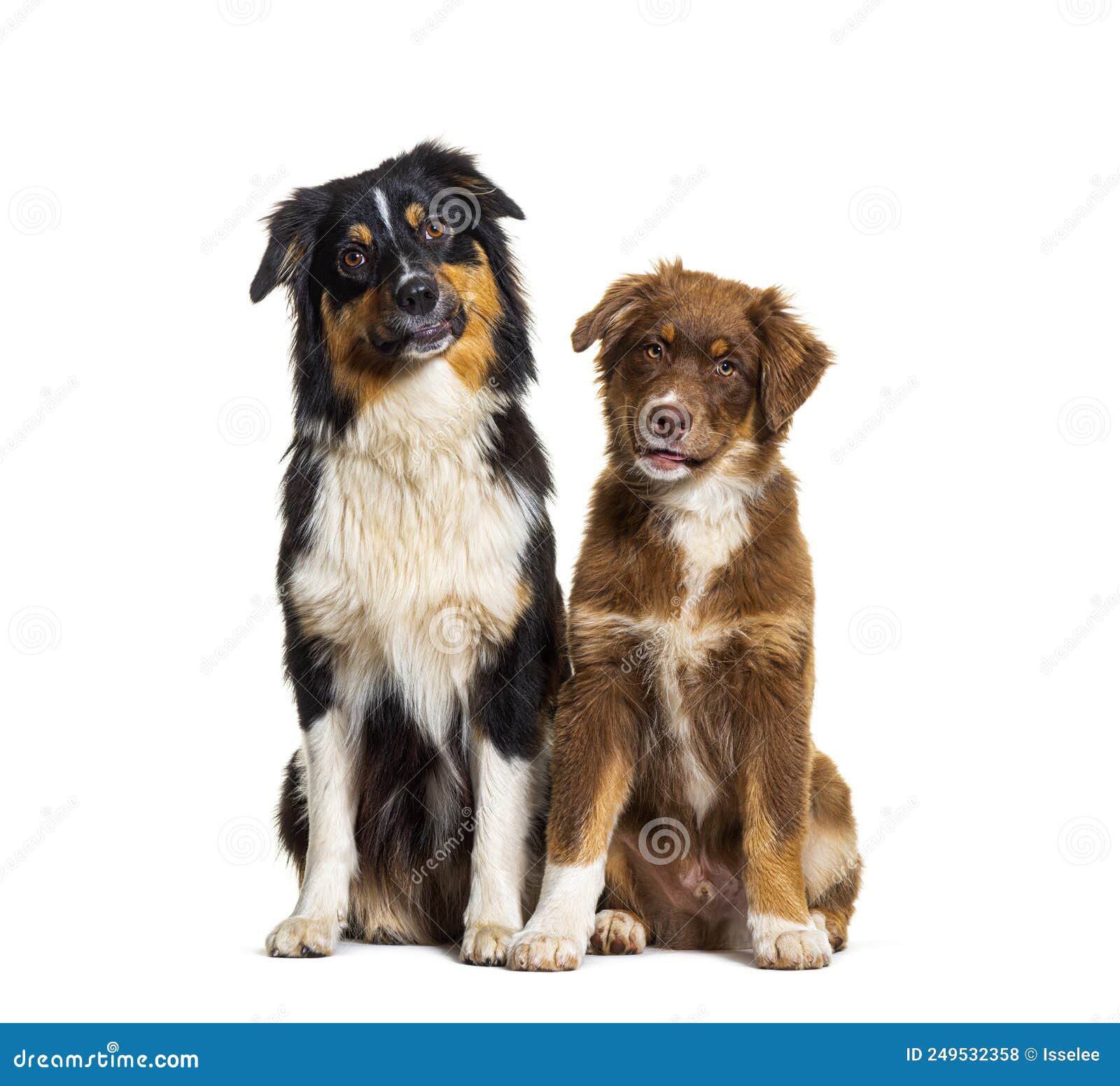 Two Australian Shepherd Dogs Sitting Together Side by Side and Looking ...