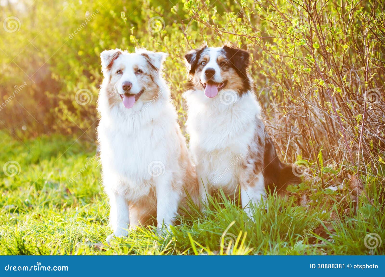 Two Australian Shepherd Dogs in Sunset Light Stock Image - Image of ...