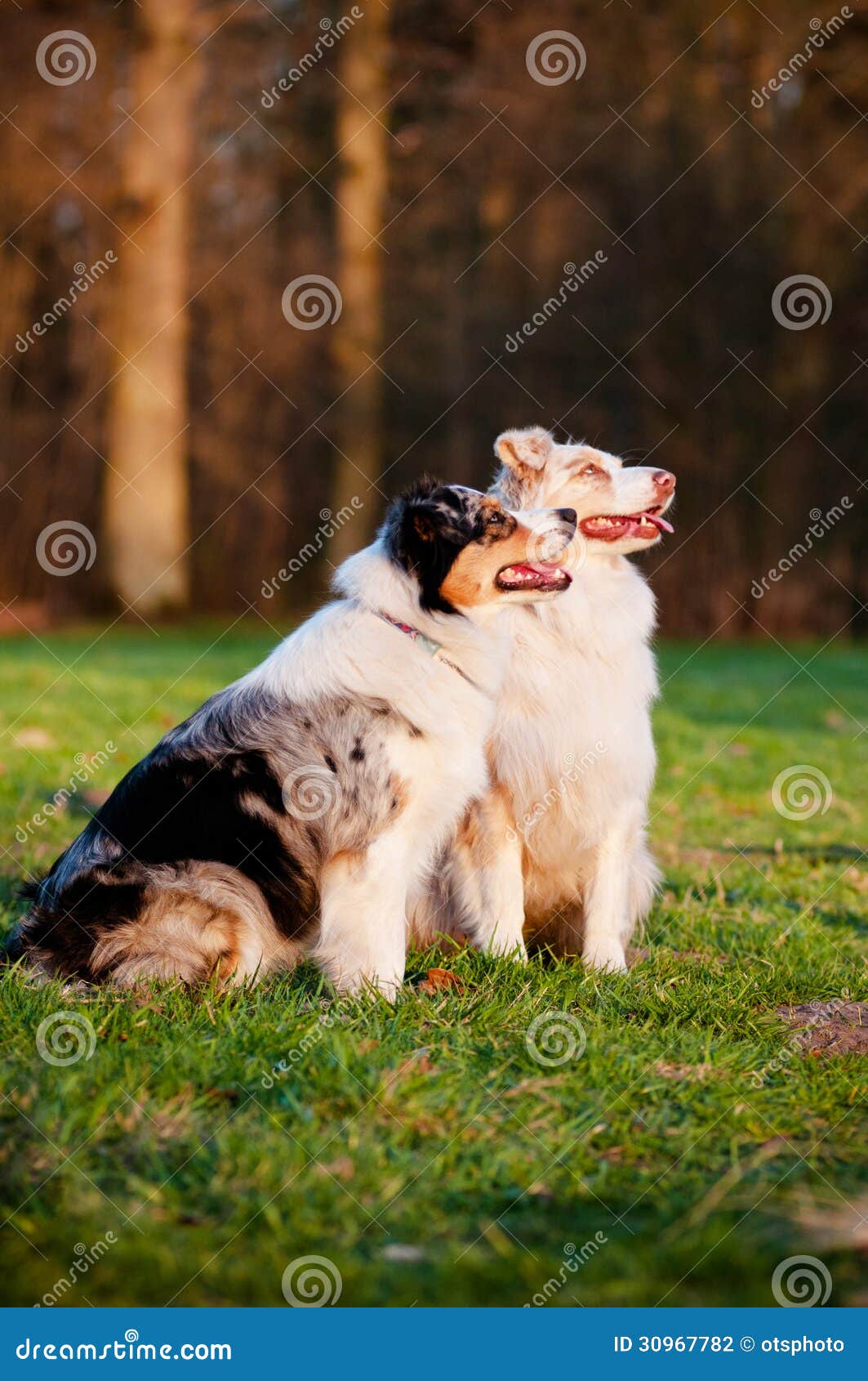 Two Australian Shepherd Dogs in Sunset Light Stock Photo - Image of ...