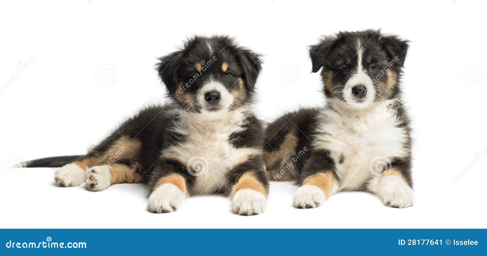 Two Australian Shepherd Puppies, 2 Months Old Stock Image - Image of ...