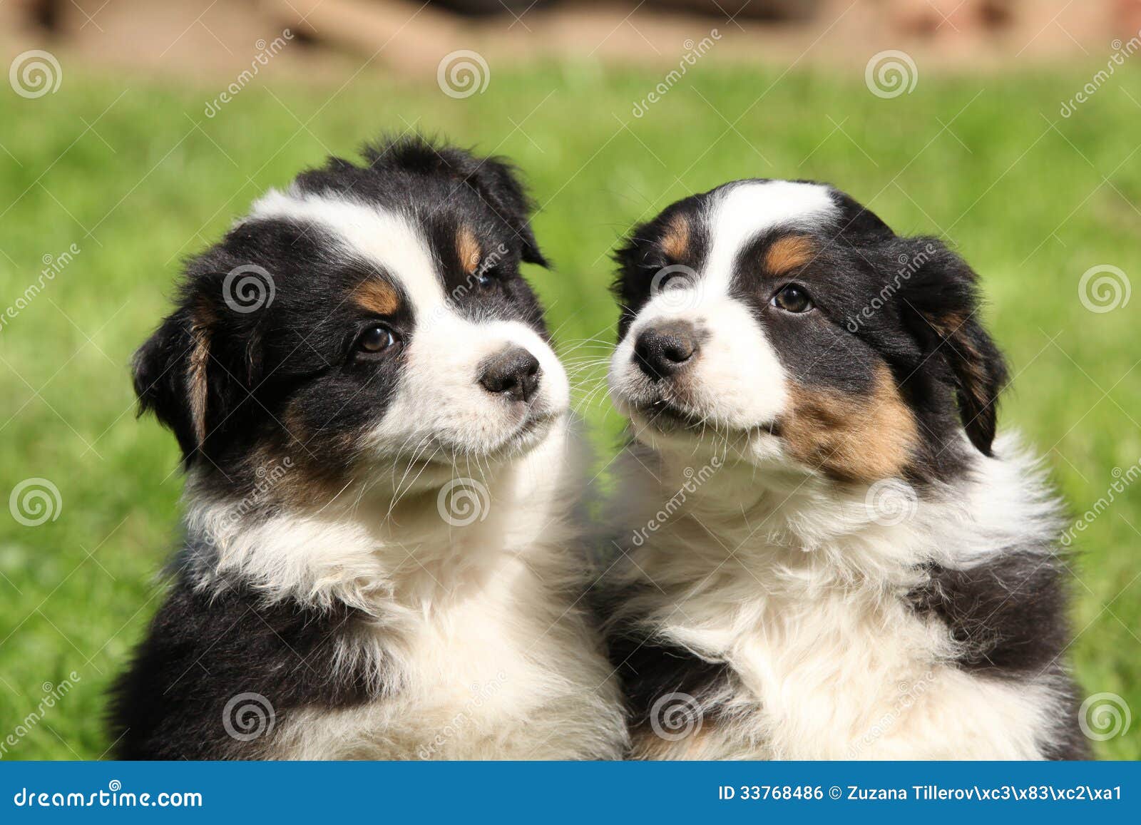 Two Australian Shepherd Puppies Together Stock Photo - Image of lovely ...