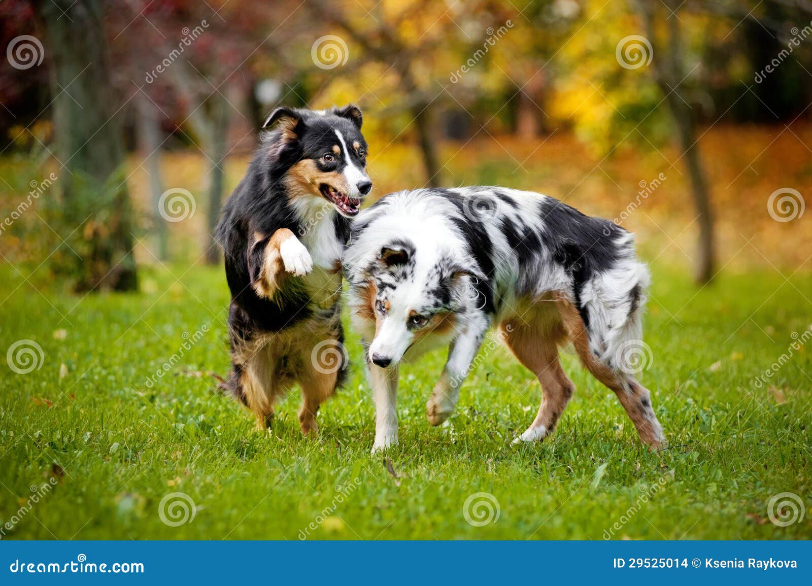 Two Australian Shepherds Play Together Stock Photo - Image of action ...