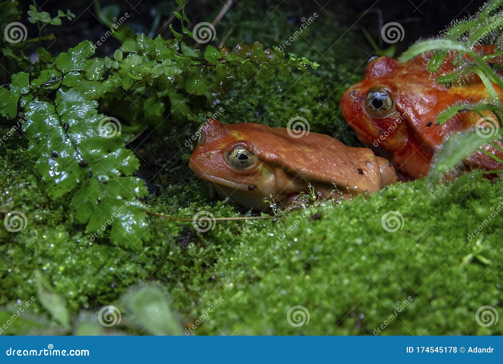 Two Australian Tree Frogs Sit in Moss Stock Photo - Image of amphibious ...