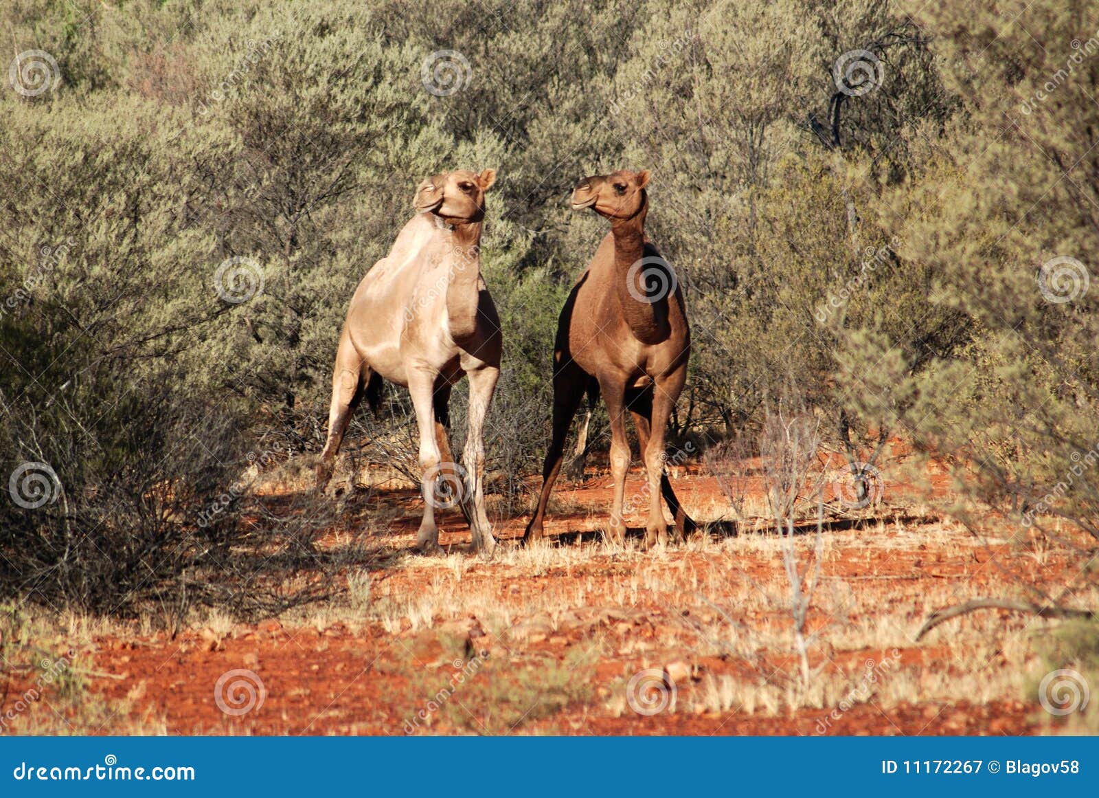 Two Australian Wild Camels stock image. Image of looking - 11172267