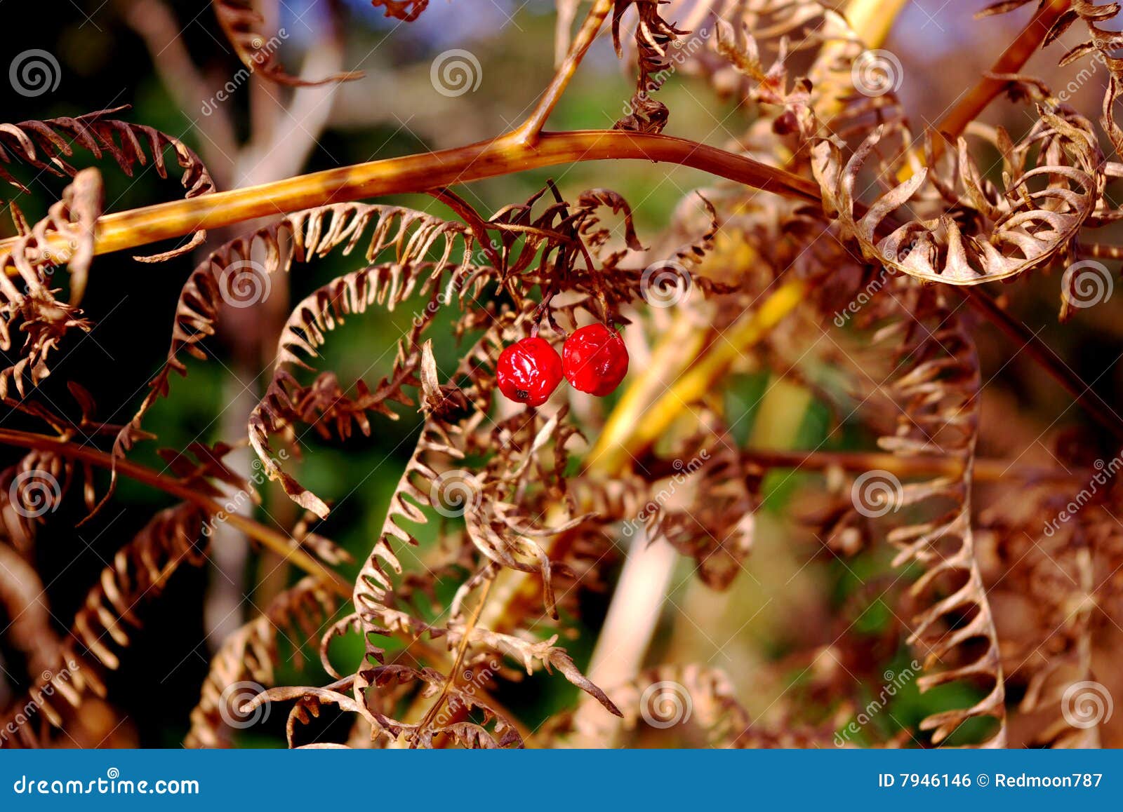 Two autumn berries stock photo. Image of flora, autumn - 7946146