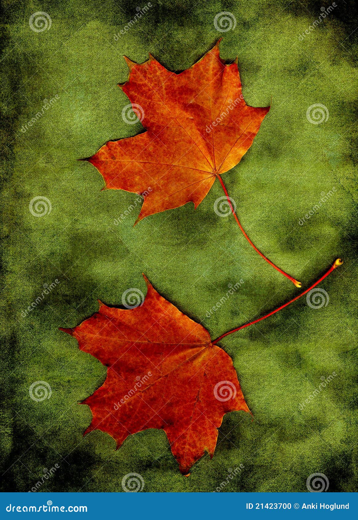 Two autumn leaves stock photo. Image of grunge, leaf - 21423700