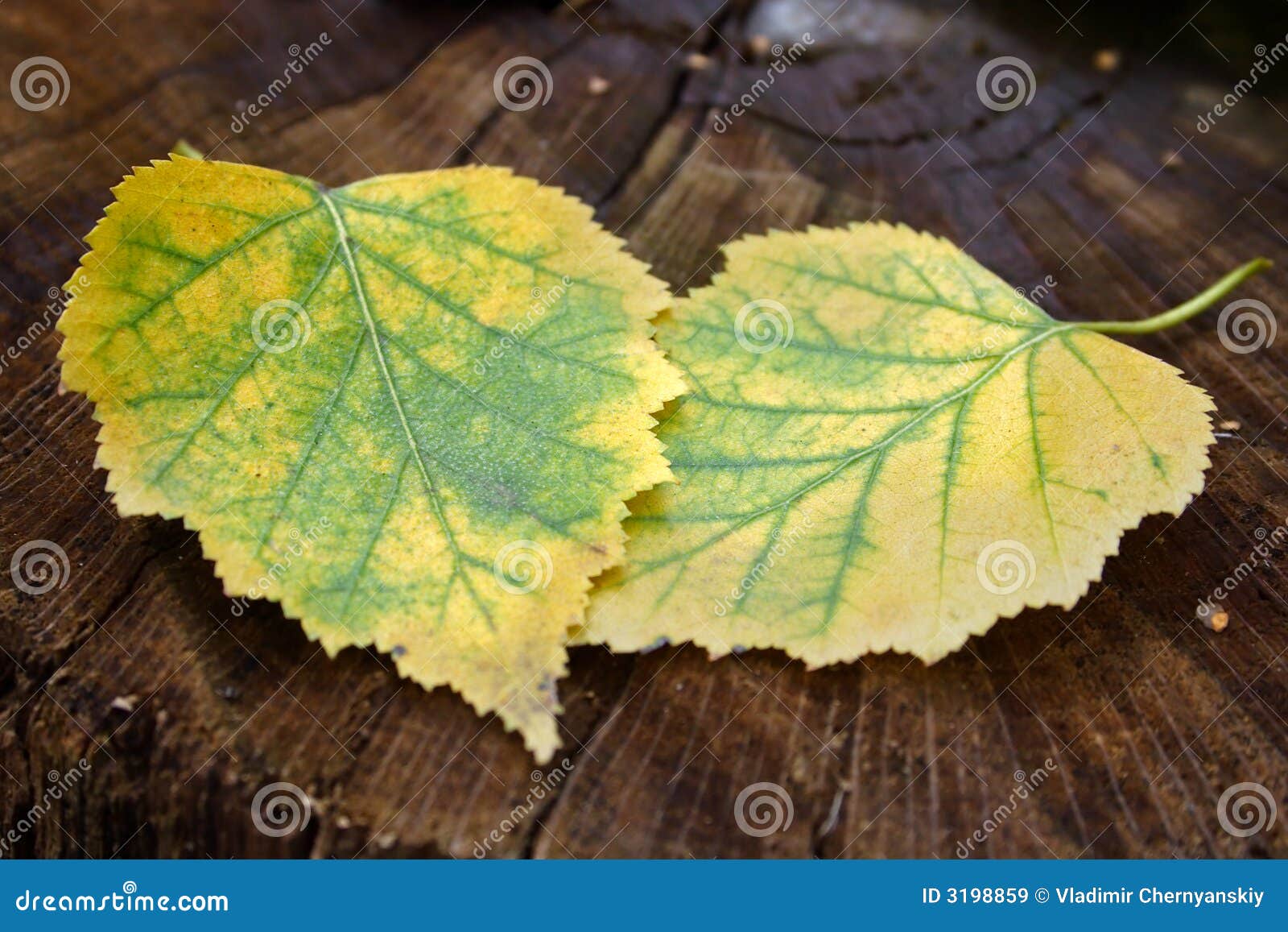 Two autumn leaves stock image. Image of beauty, october - 3198859