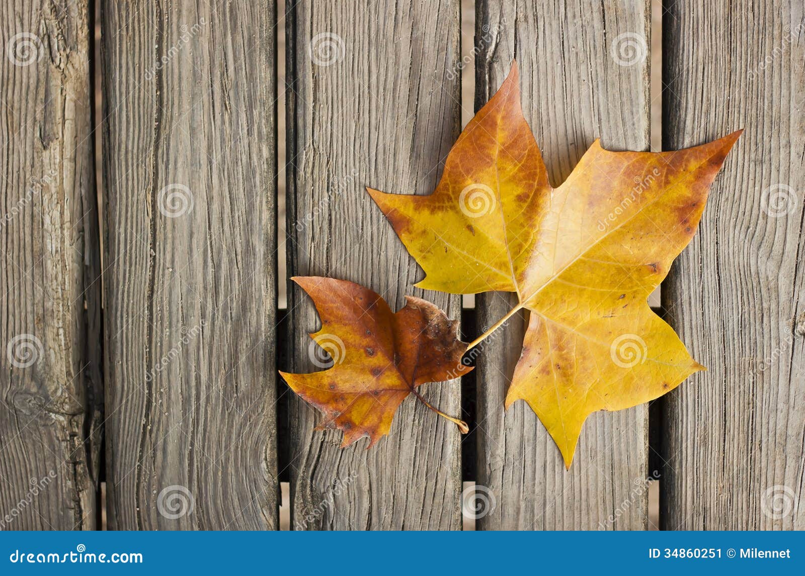 Two autumn leaves stock image. Image of autumn, brightness - 34860251
