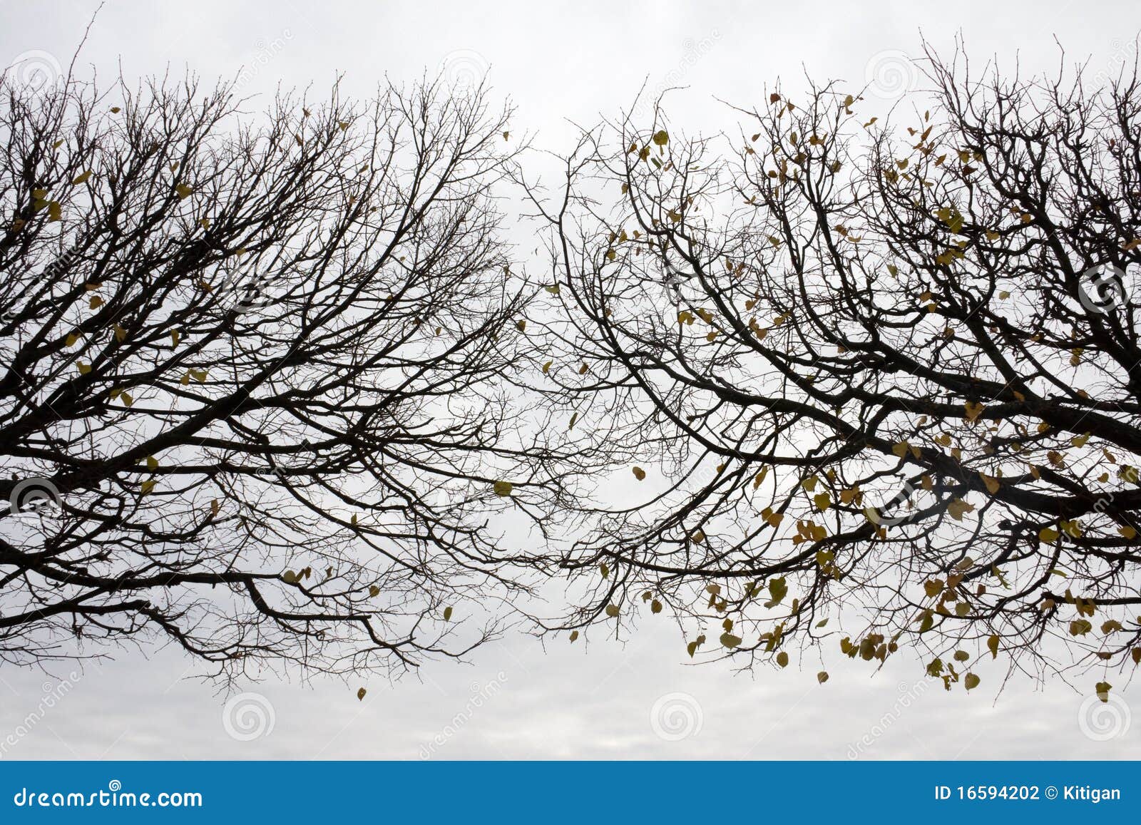 Two Autumn Trees stock photo. Image of cloudy, black - 16594202