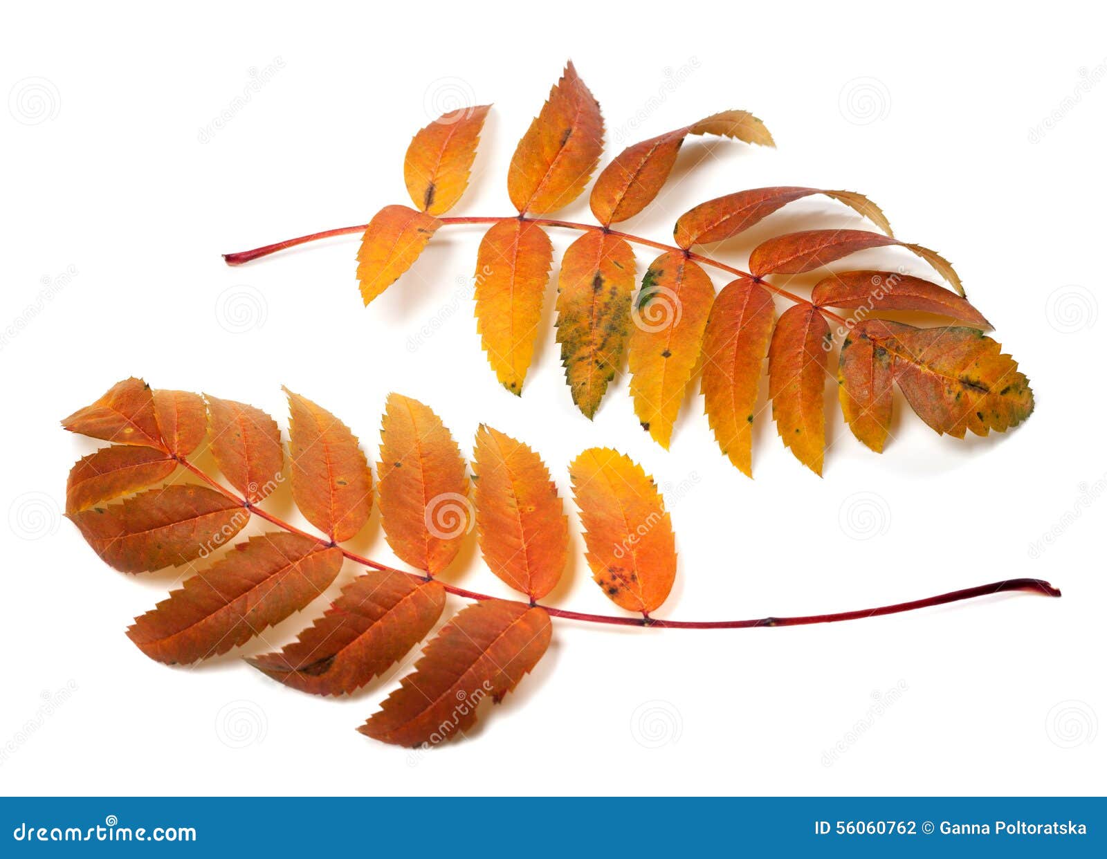 Two autumnal rowan leafs stock photo. Image of fallen - 56060762