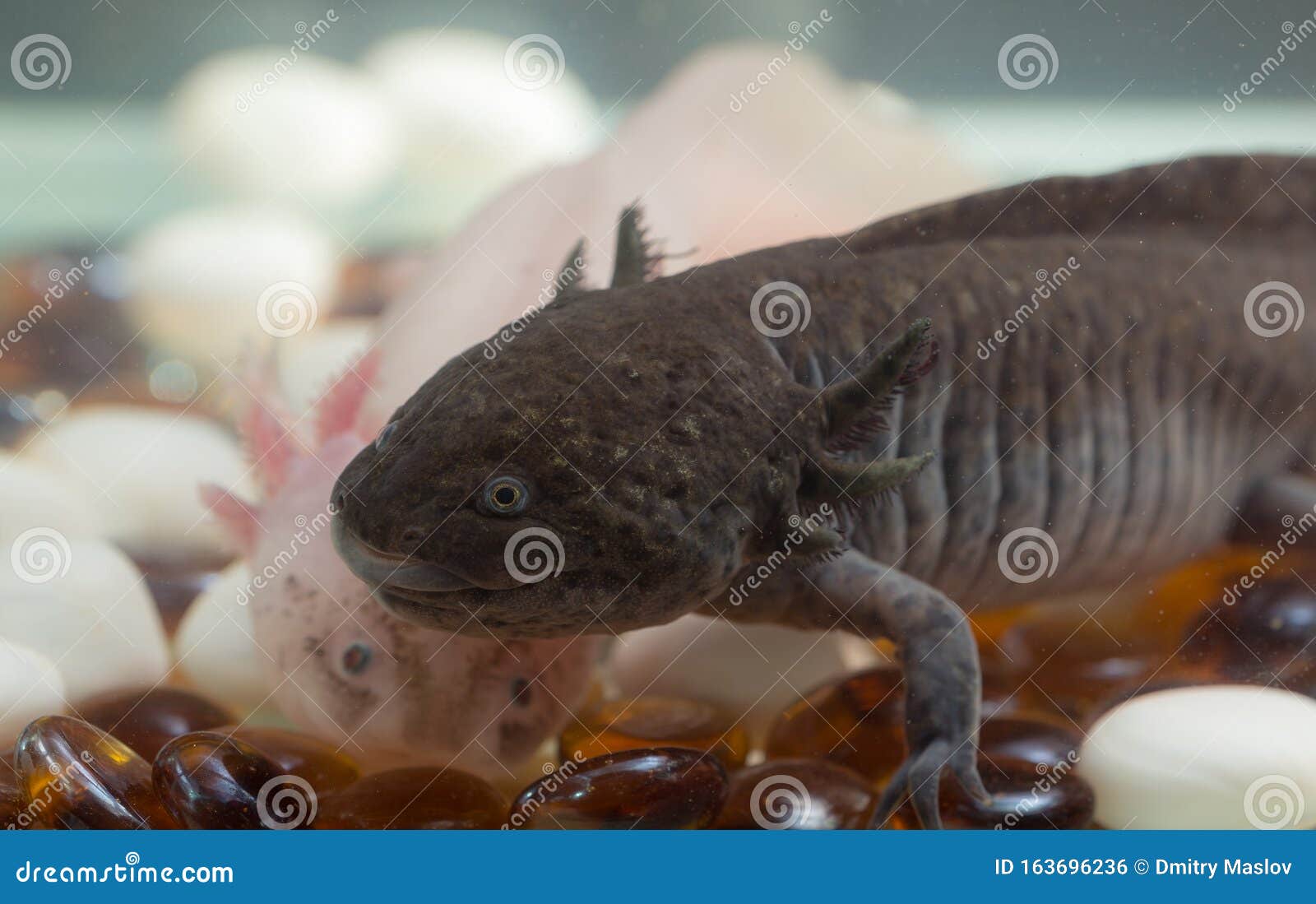 Two axolotl in an aquarium stock photo. Image of aquarium - 163696236