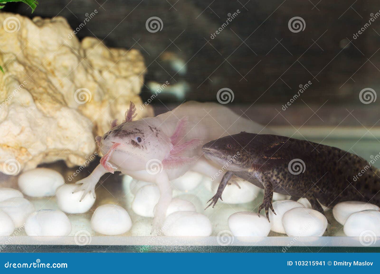 Two Axolotls in an Aquarium Stock Image - Image of larva, water: 103215941