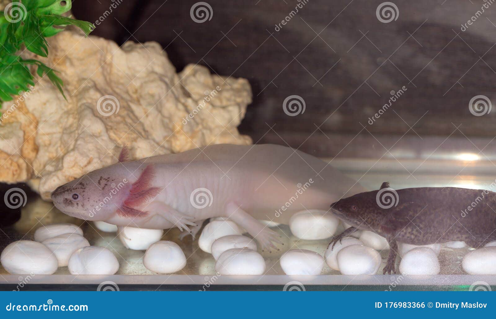 Two Axolotls in an Aquarium Water Stock Photo - Image of water, gills ...