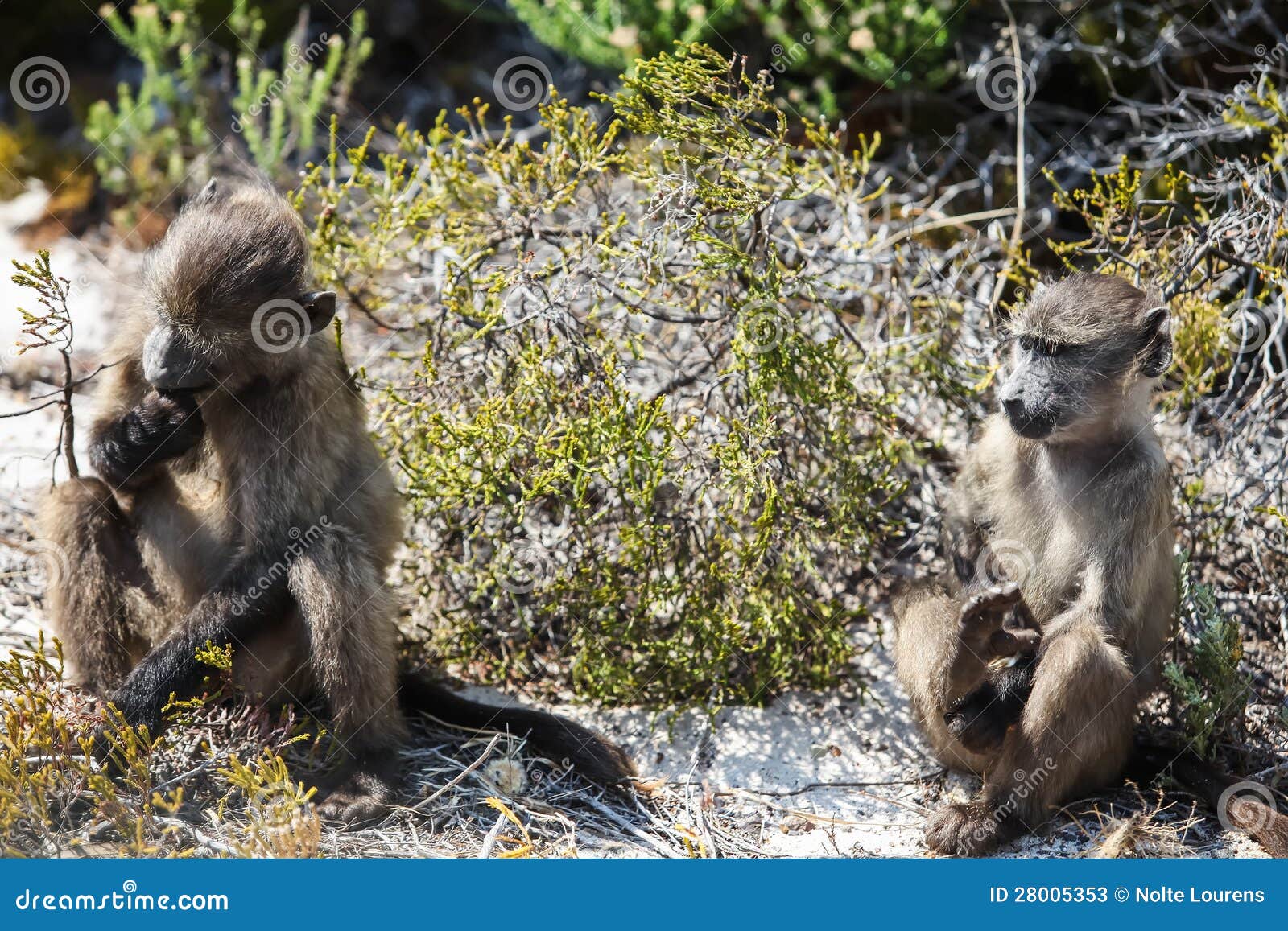 Two baboons stock image. Image of conservation, large - 28005353