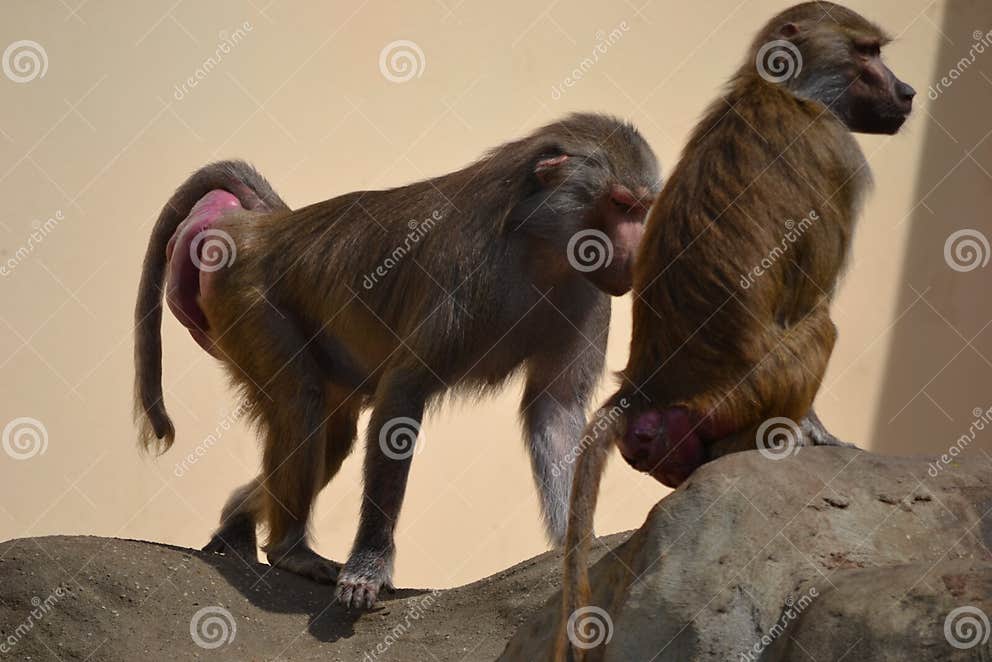 Two Baboons - One Sitting, Another Walking Stock Photo - Image of ...