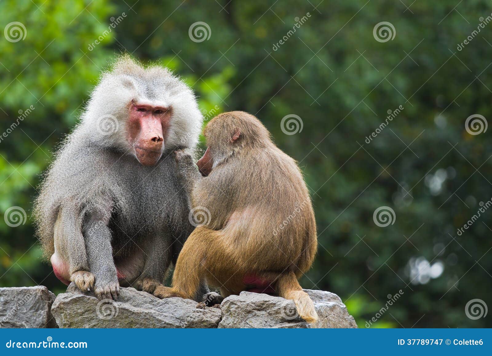 Two baboons on rocks stock image. Image of africa, furry - 37789747