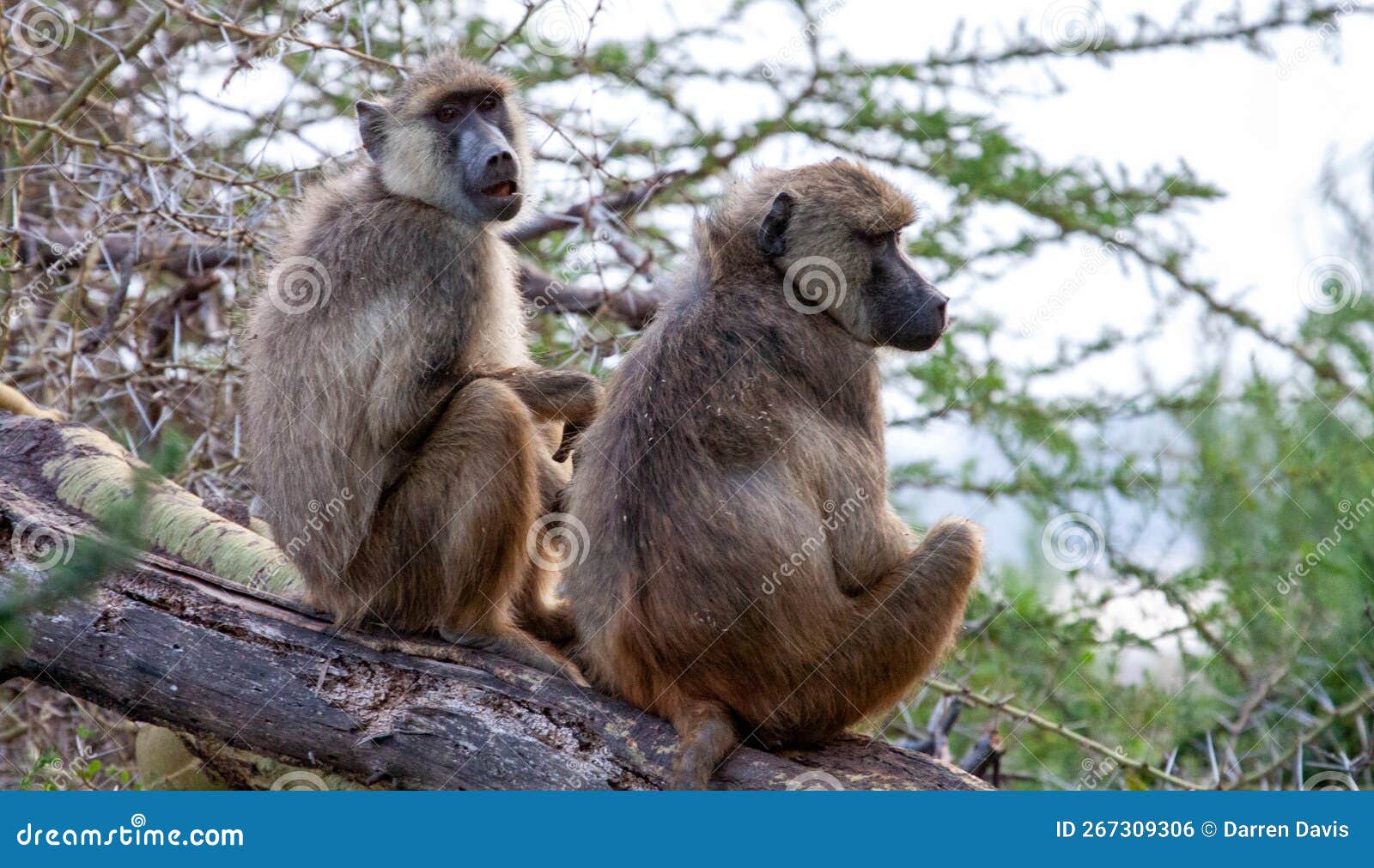 Two Baboons Sitting in an Acacia Tree Stock Photo - Image of ...
