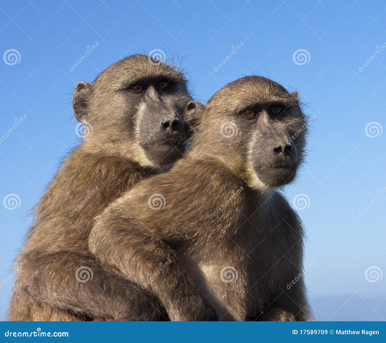 Two Baboons Together stock image. Image of monkeys, ursinus - 17589709