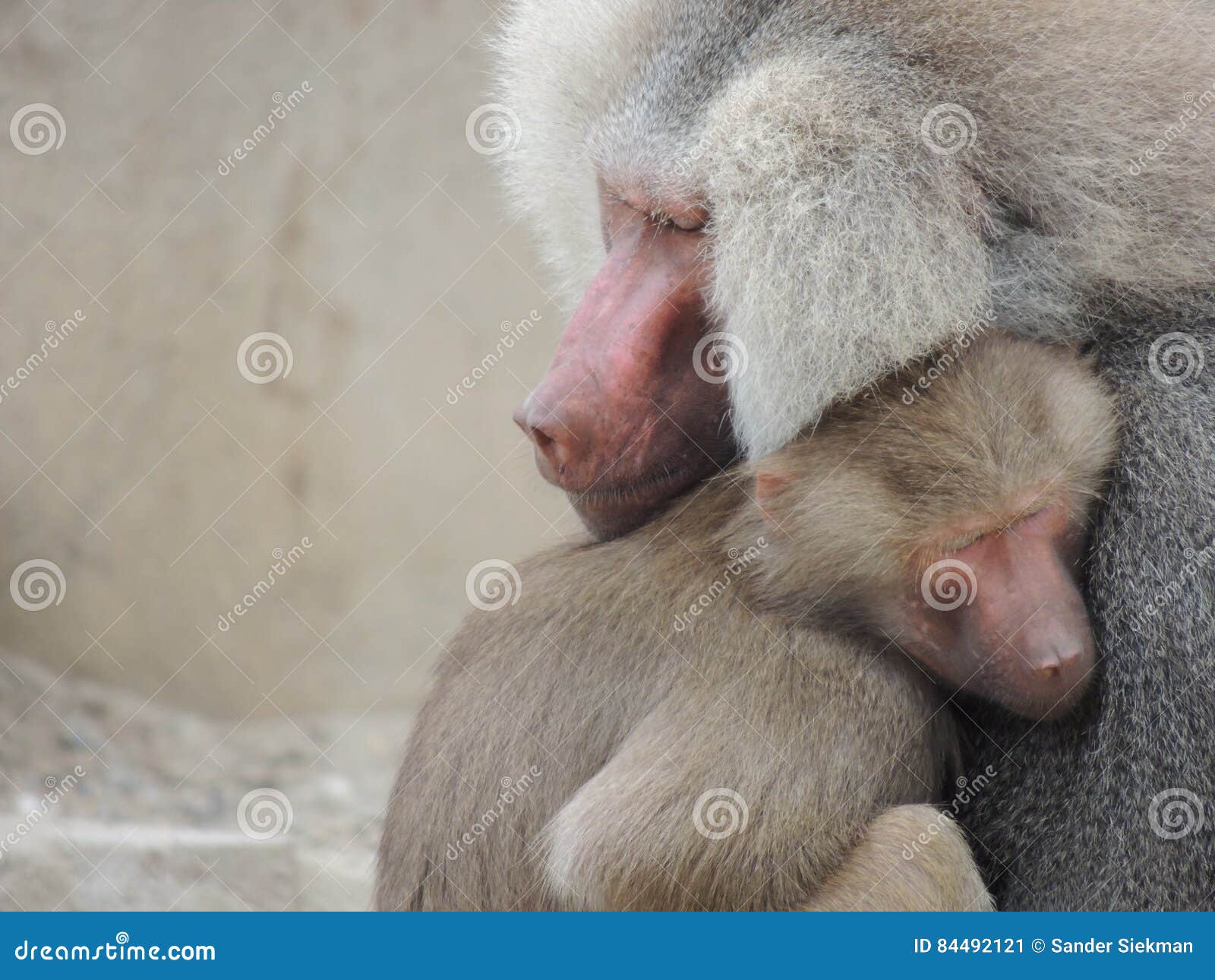 Two baboons together stock image. Image of eachother - 84492121