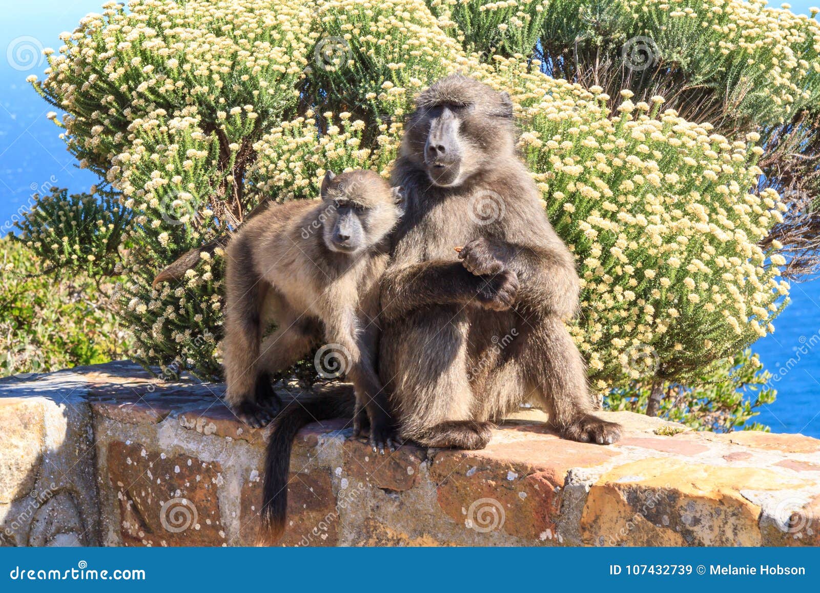 Two baboons stock image. Image of landscape, geography - 107432739