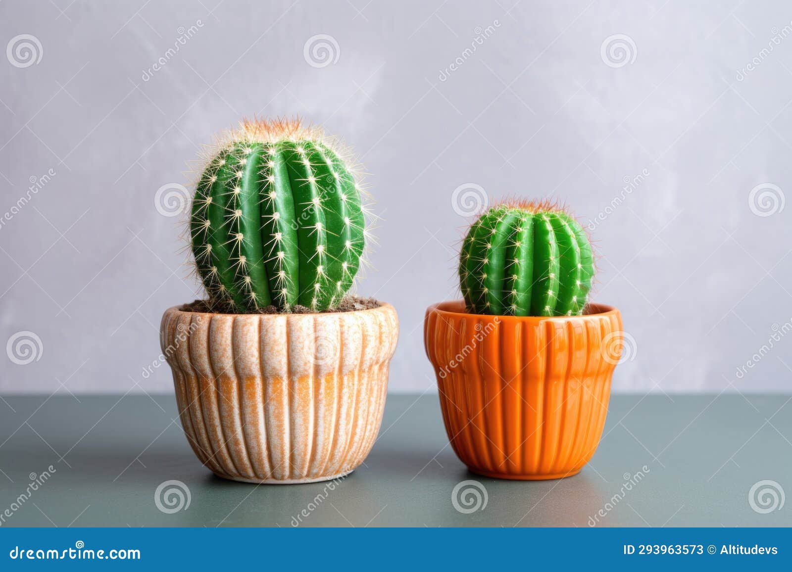 Two Baby Cactuses Side by Side in a Terracotta Pot Stock Image - Image ...