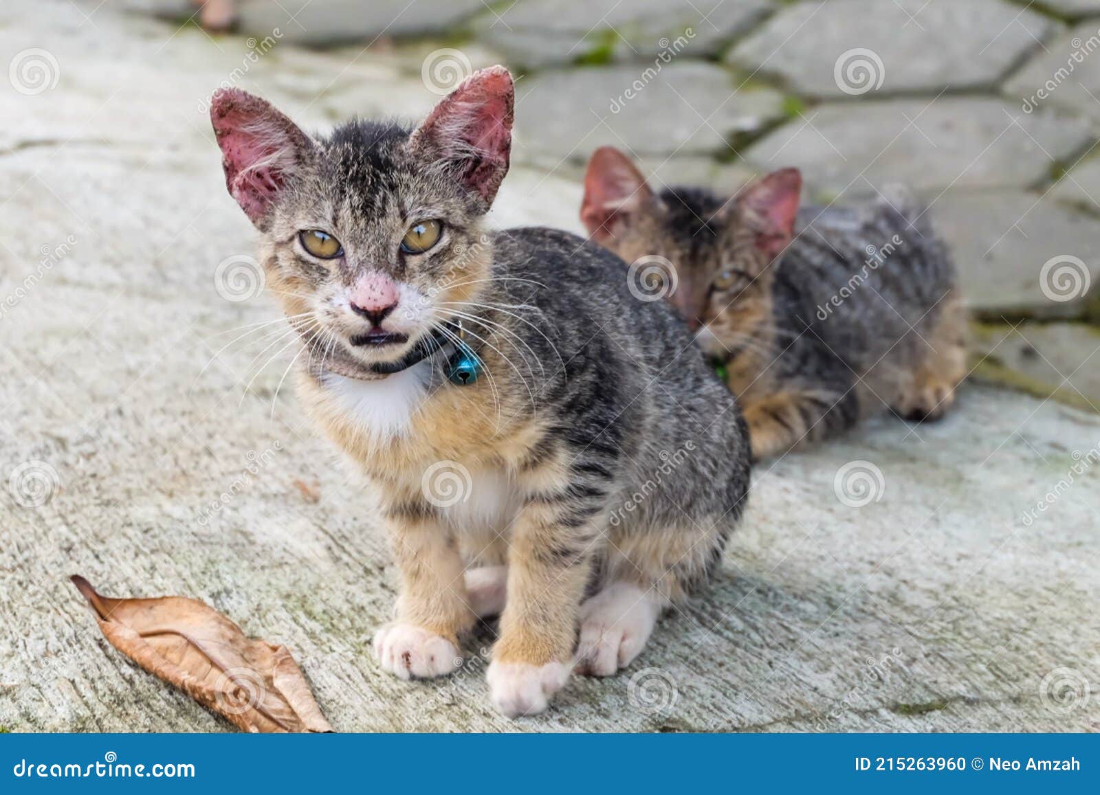 Two baby cat stock photo. Image of carnivore, kitten - 215263960