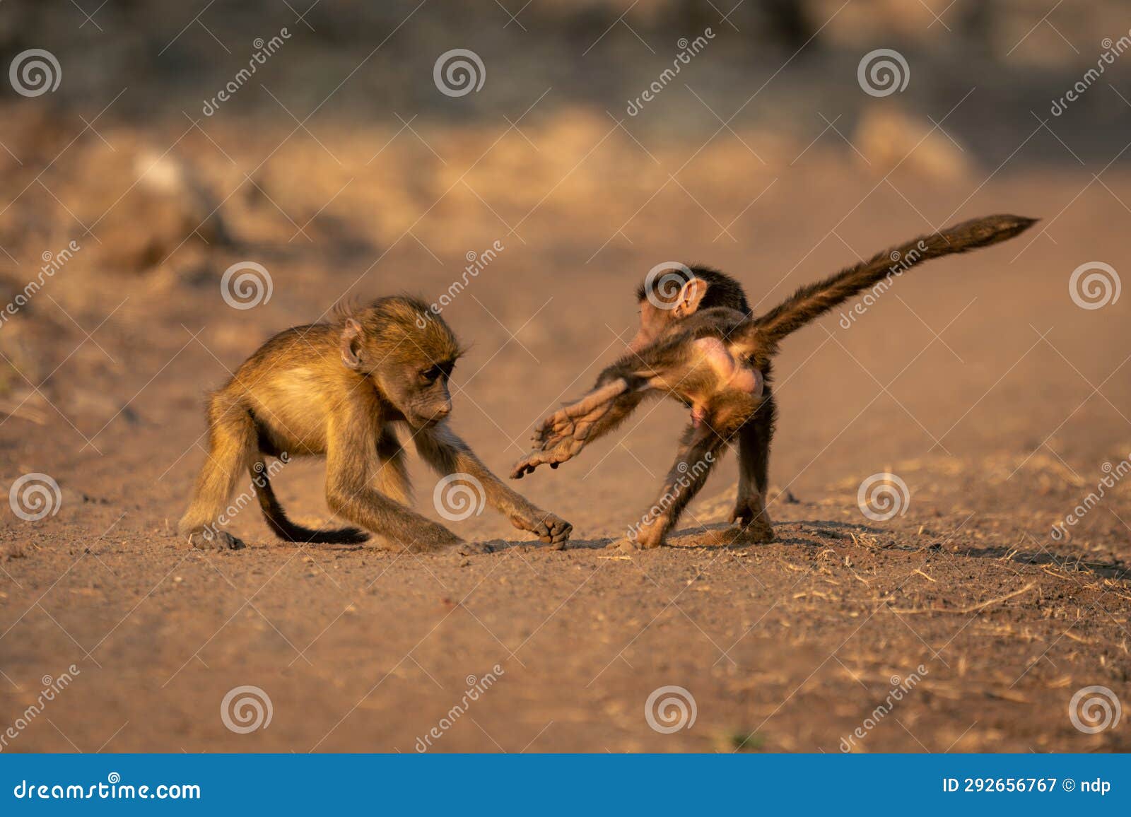 Two Baby Chacma Baboons Play on Road Stock Image - Image of papio ...