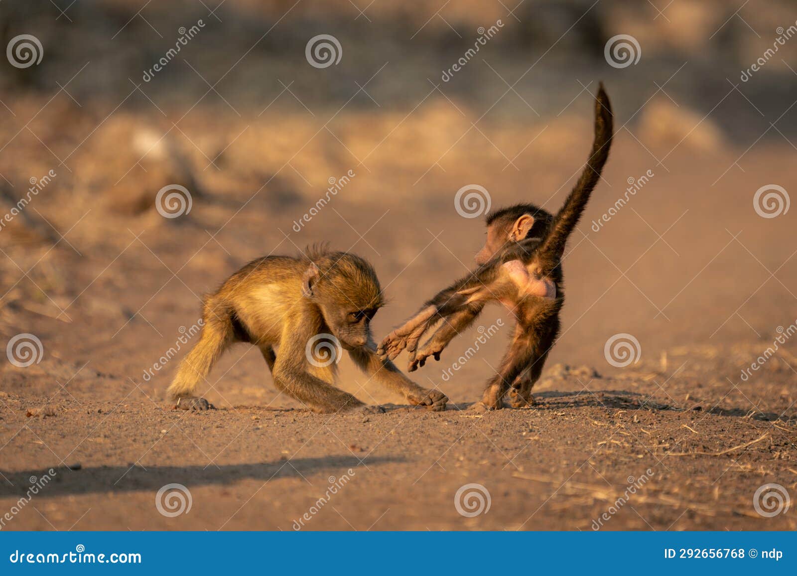 Two Baby Chacma Baboons Play in Sand Stock Photo - Image of monkey ...