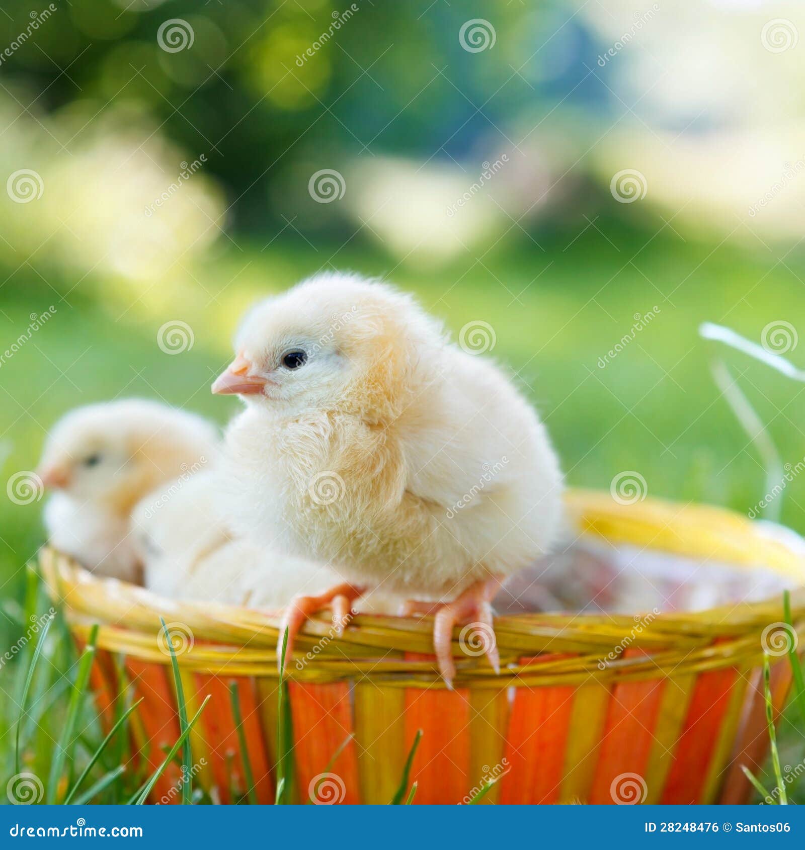 Two Baby Chicken in a Basket Stock Photo - Image of curious, small ...