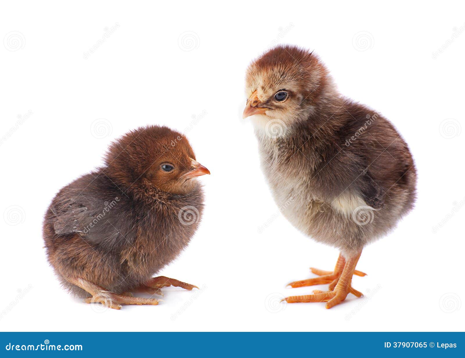 Two baby chicken closeup stock image. Image of small - 37907065