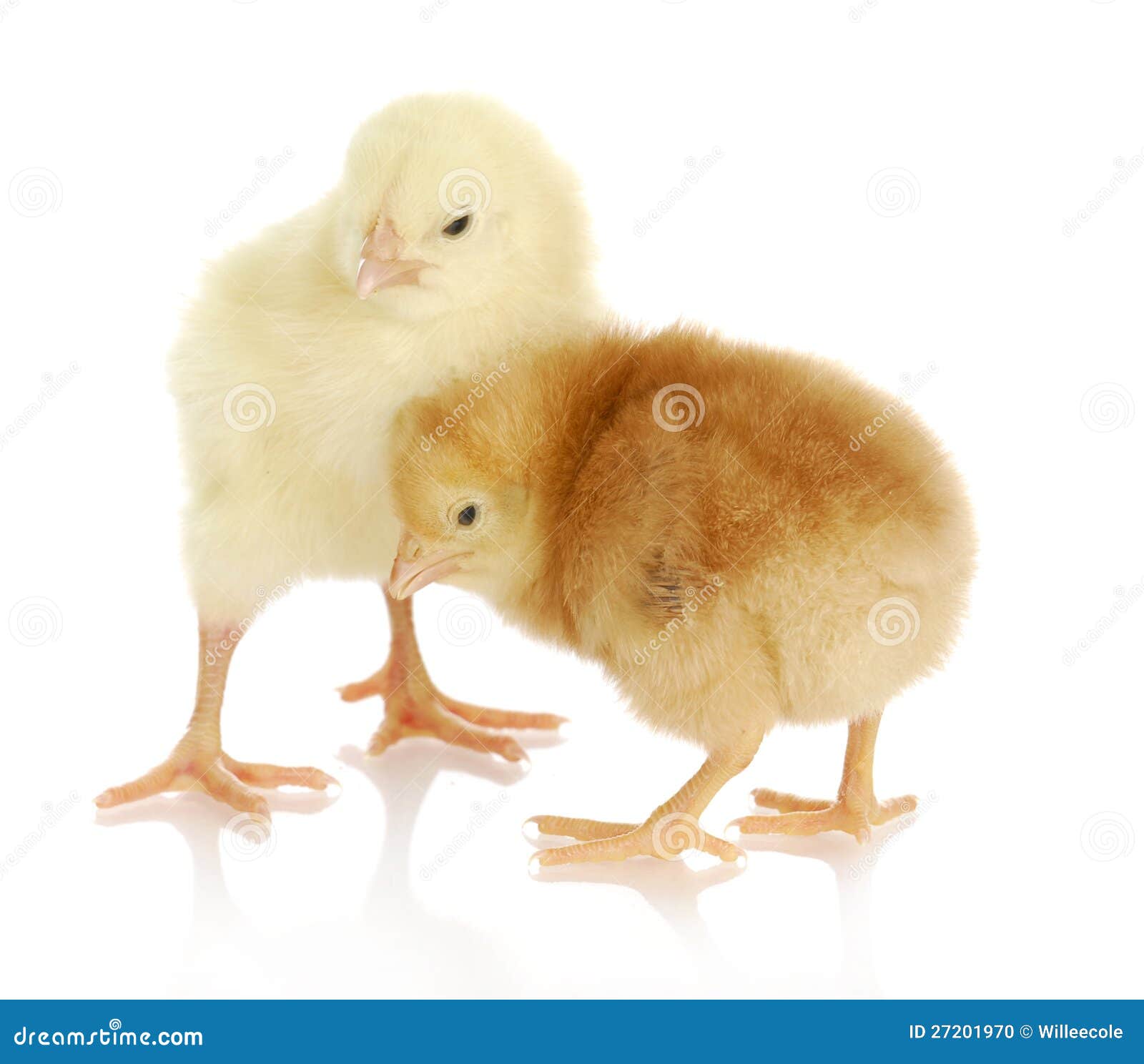 Two baby chicks stock photo. Image of eyes, beak, small - 27201970