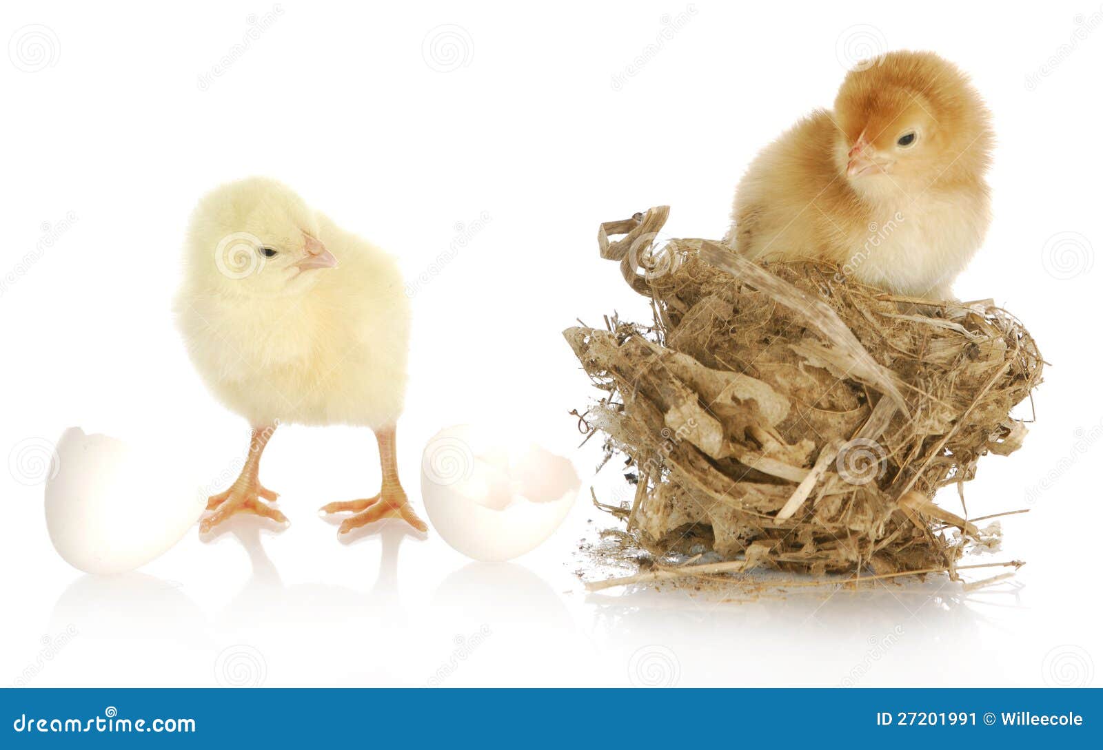 Two baby chicks stock image. Image of closeup, yellow - 27201991