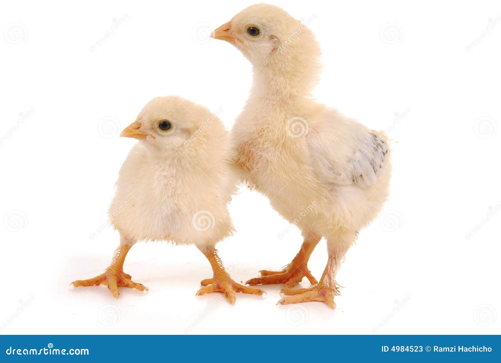 Two baby chicks stock image. Image of food, friends, born - 4984523