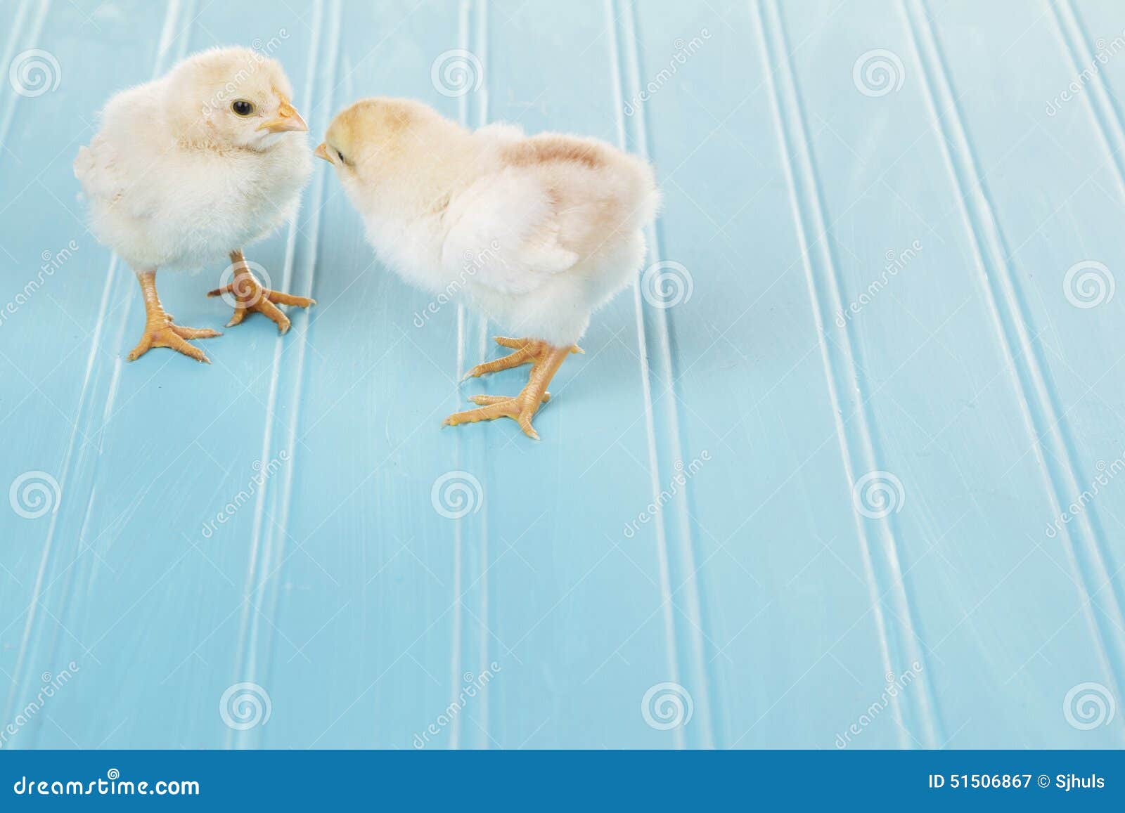 Two Baby Chicks on a Blue Background Stock Image - Image of white, blue ...