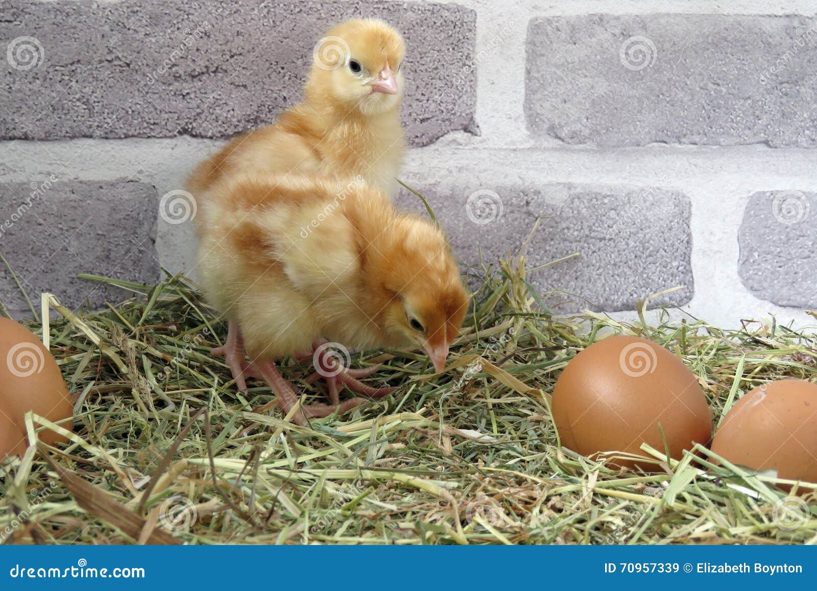 Two baby chicks stock image. Image of spring, fluffy - 70957339