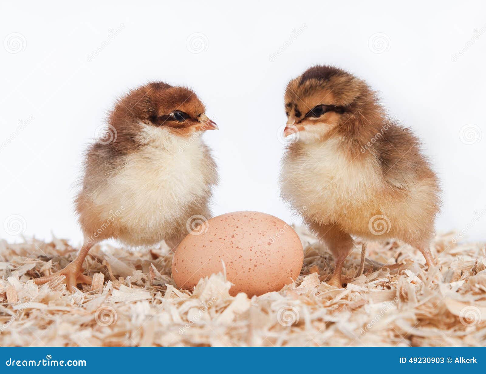 Two Baby Chicks with an Egg Stock Image - Image of eggshell, downy ...