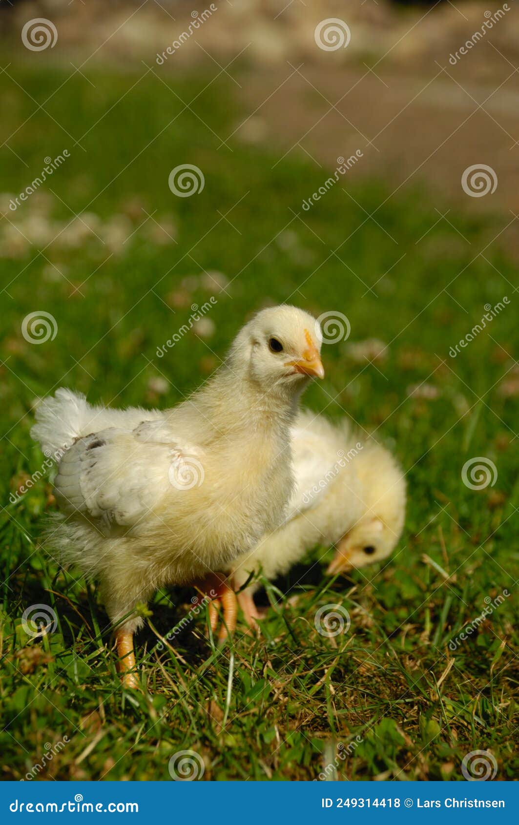 Two Baby Chicks on Green Grass Stock Photo - Image of nature, farm ...