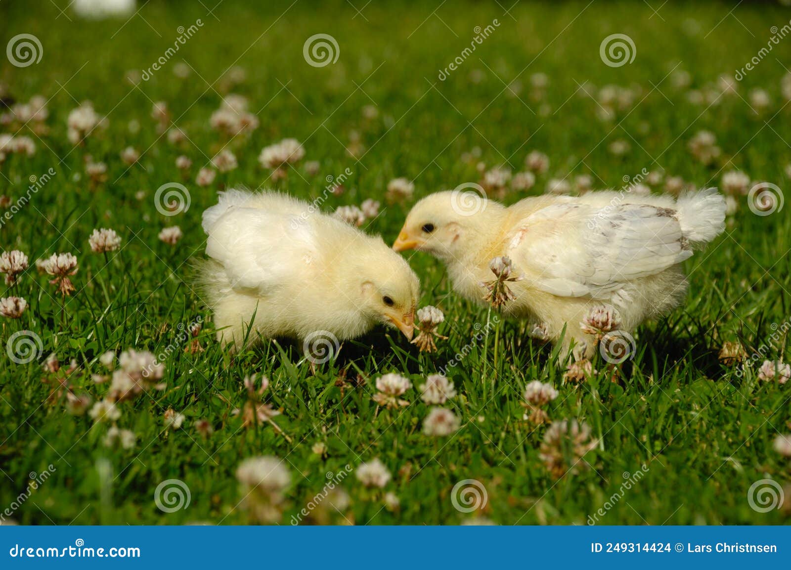Two Baby Chicks on Green Grass Stock Photo - Image of grass, cute ...