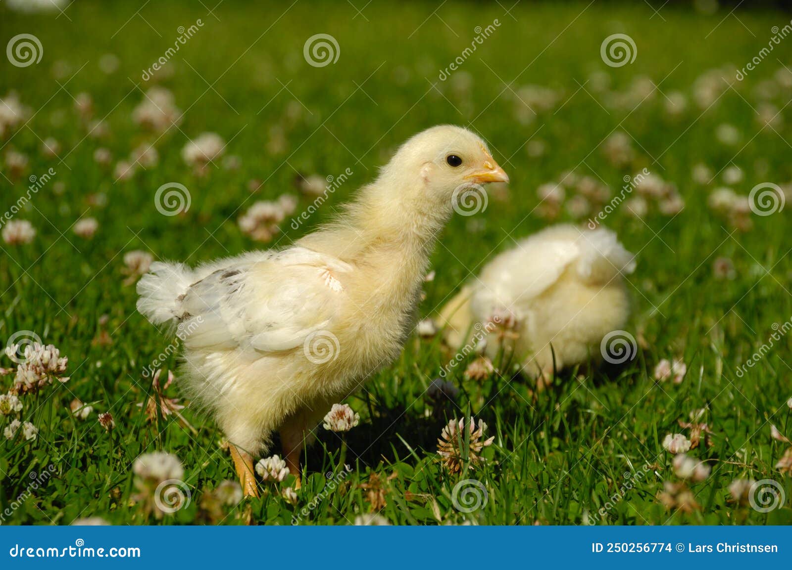 Two Baby Chicks on Green Grass Stock Photo - Image of agriculture ...