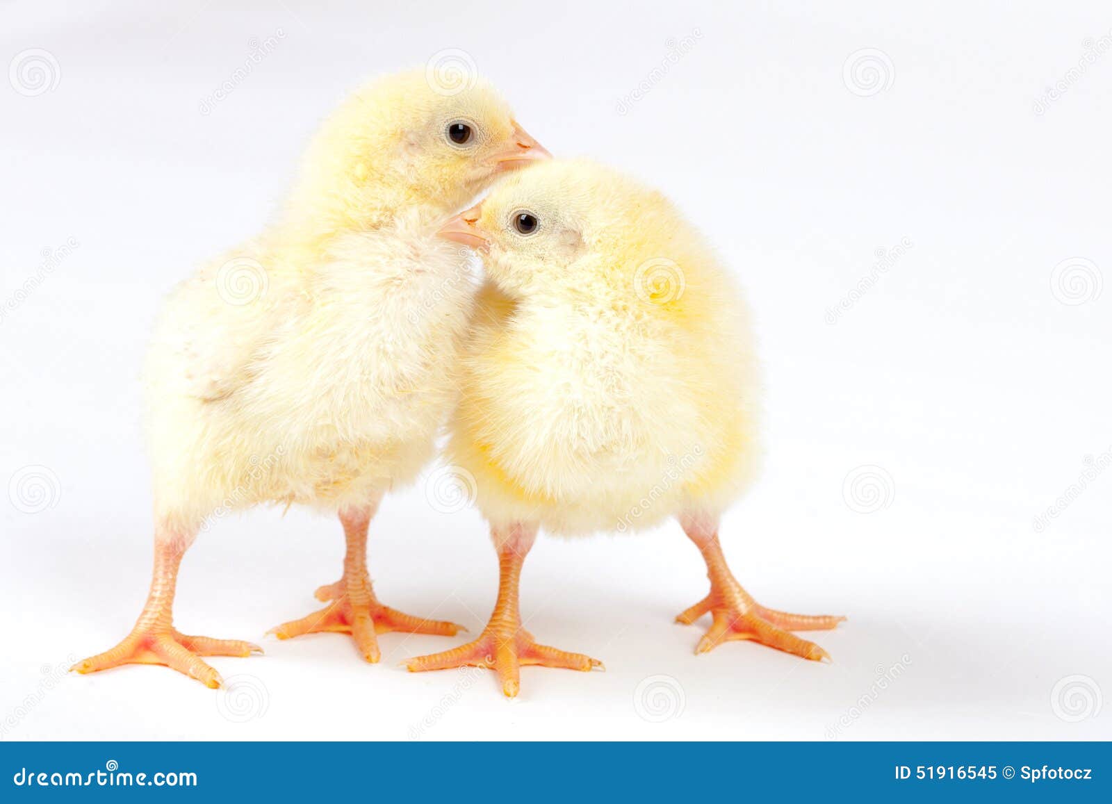 Two Baby Chicks Isolated on White Stock Image - Image of together ...