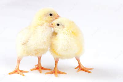 Two Baby Chicks Isolated on White Stock Image - Image of together ...