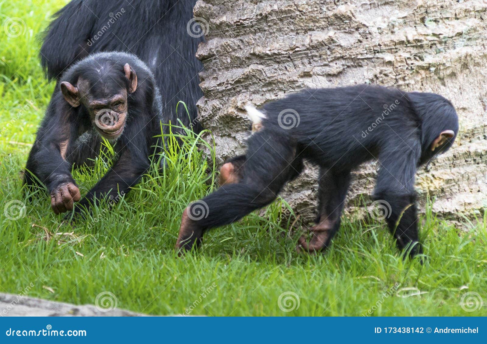 Two Baby Chimpanzees Playing Stock Photo - Image of play, babies: 173438142